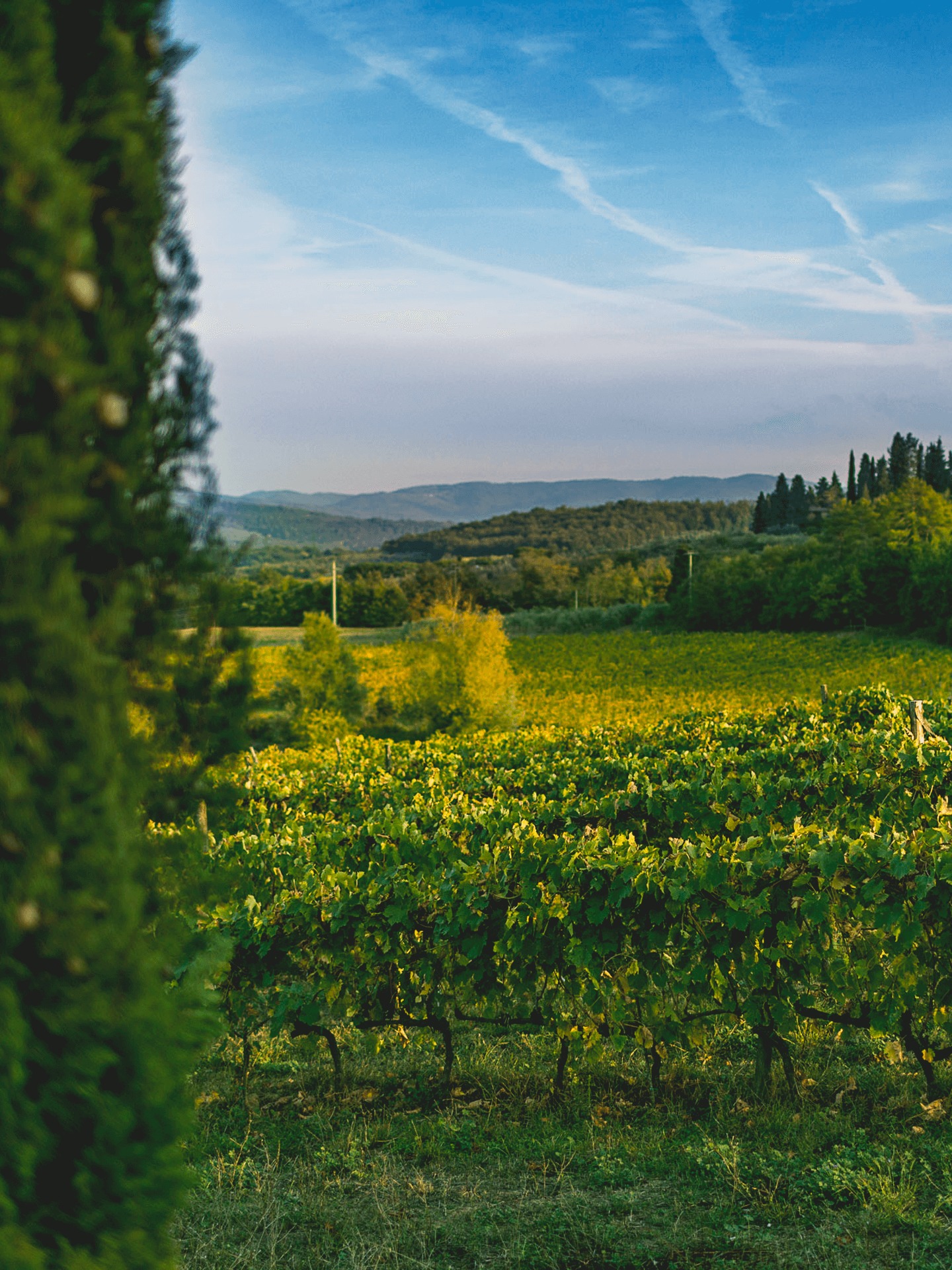 Wines - Petrolo